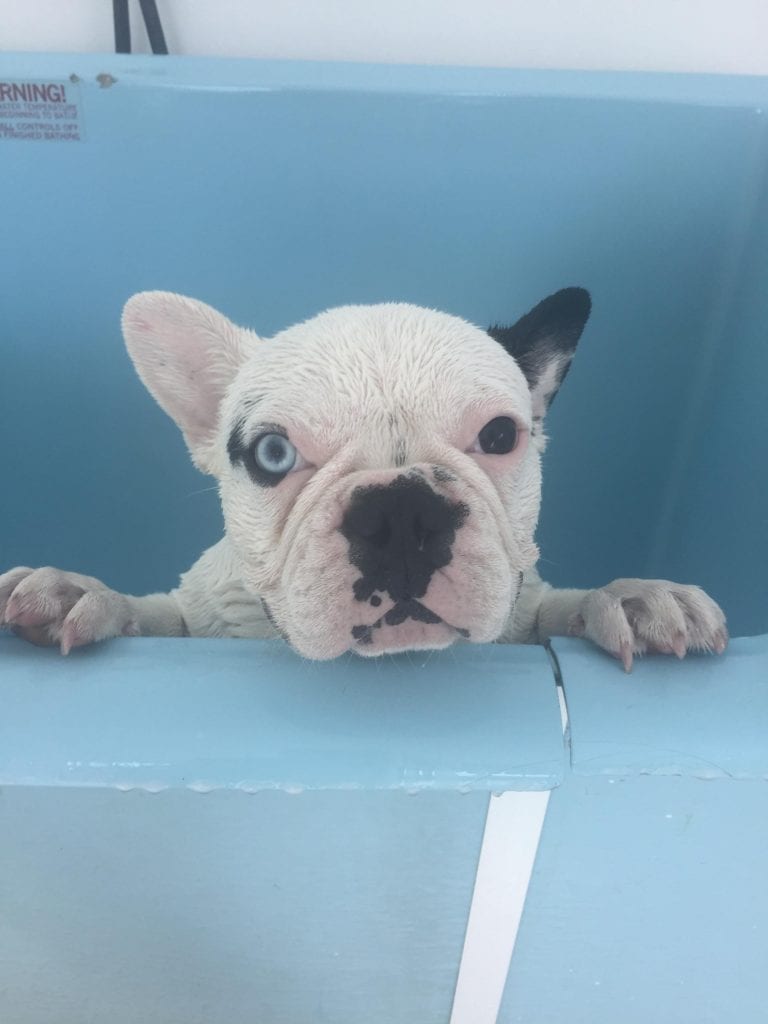 Hydrobath for Dogs in Brisbane | Kedron Veterinary Clinic